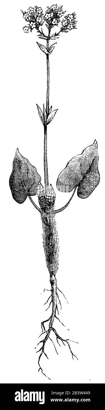 Indische narde hi-res stock photography and images - Alamy