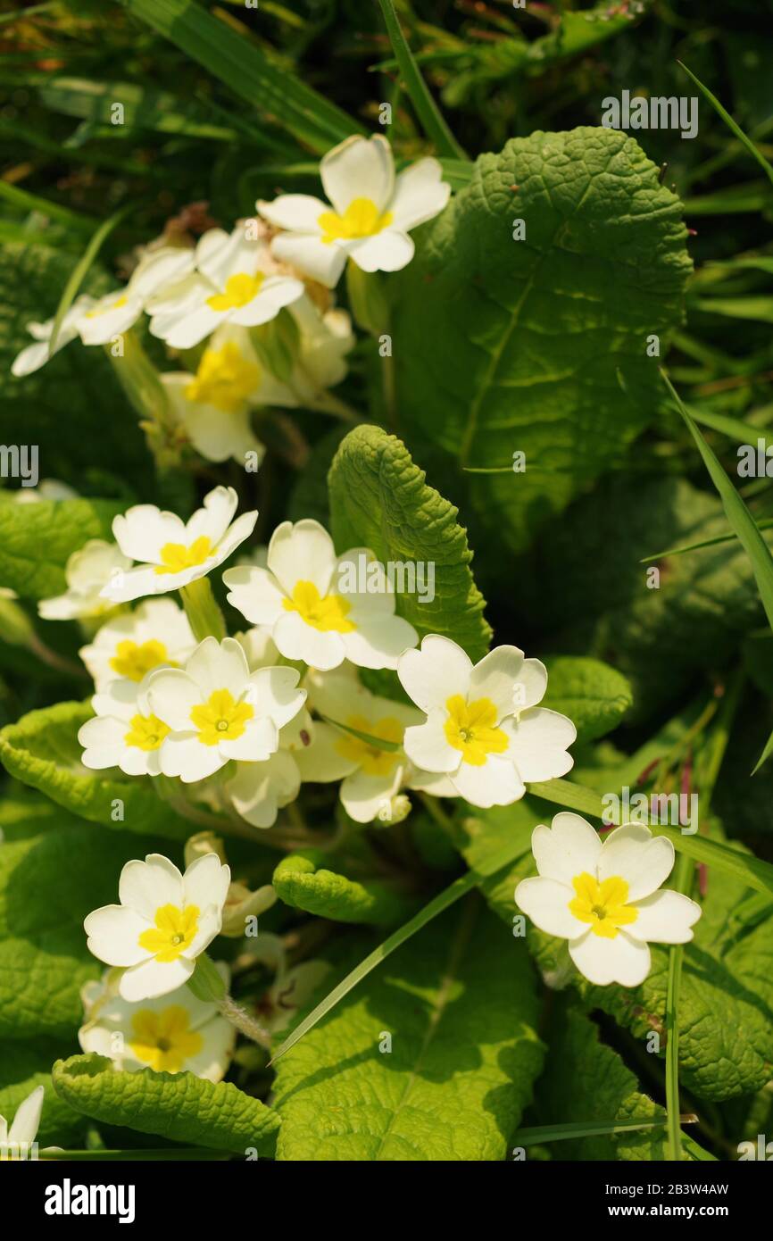 Primrose (Primula vulgaris) in a Meadow on a Spring Day. Ludwell Valley ...