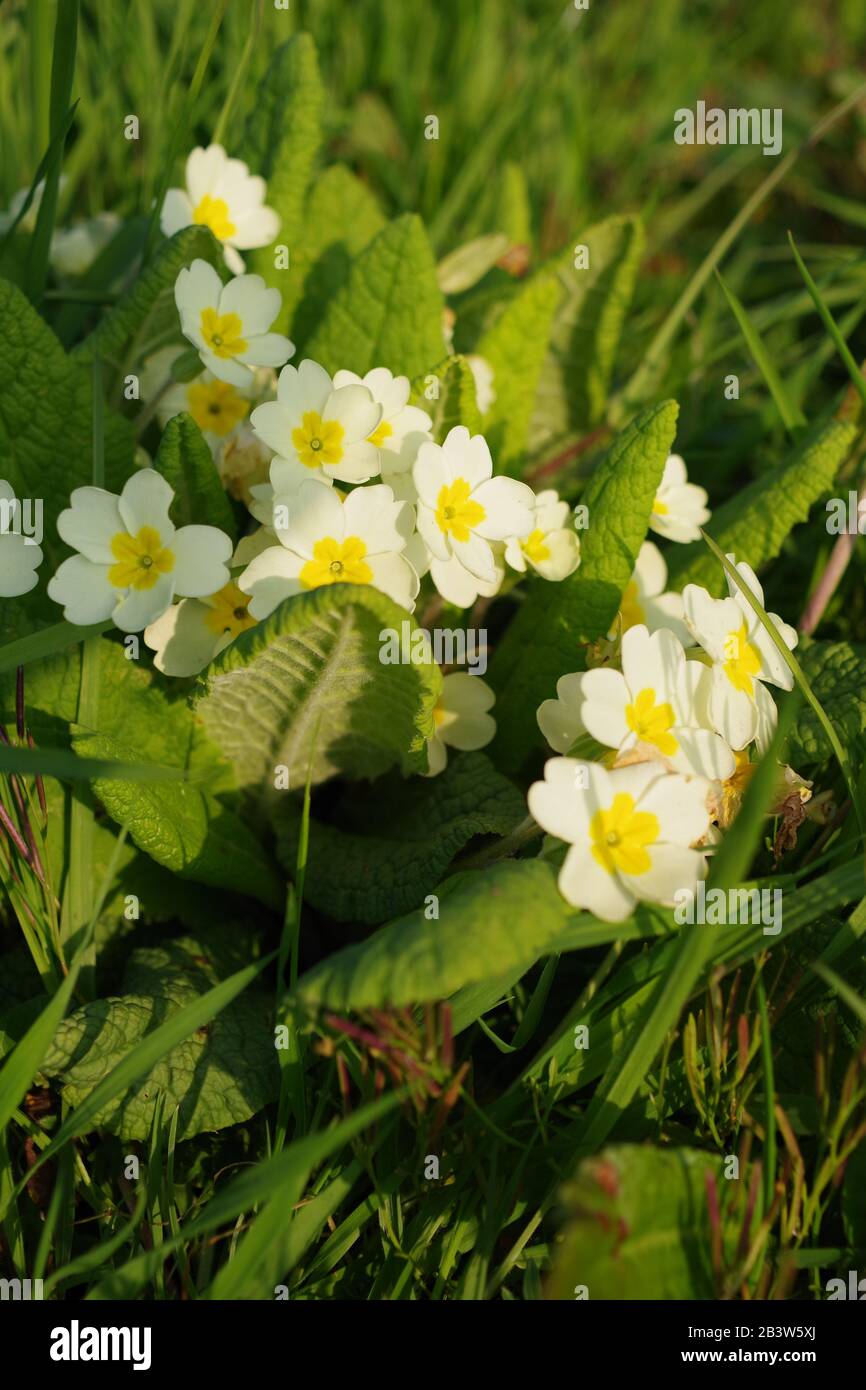 Primrose (Primula vulgaris) in a Meadow on a Spring Day. Ludwell Valley ...