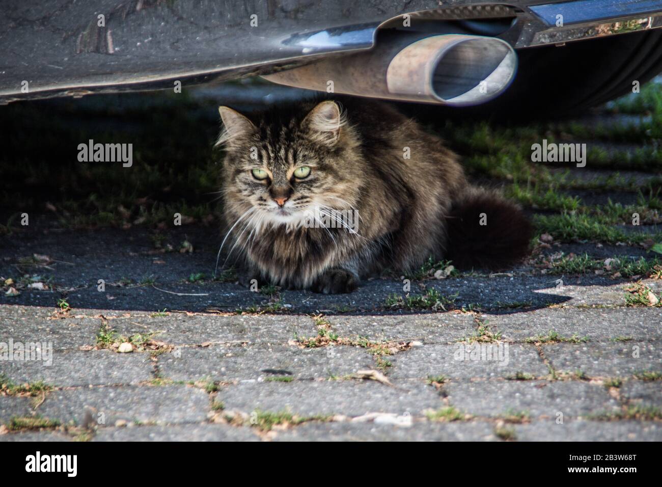 Cat squats under car Stock Photo - Alamy