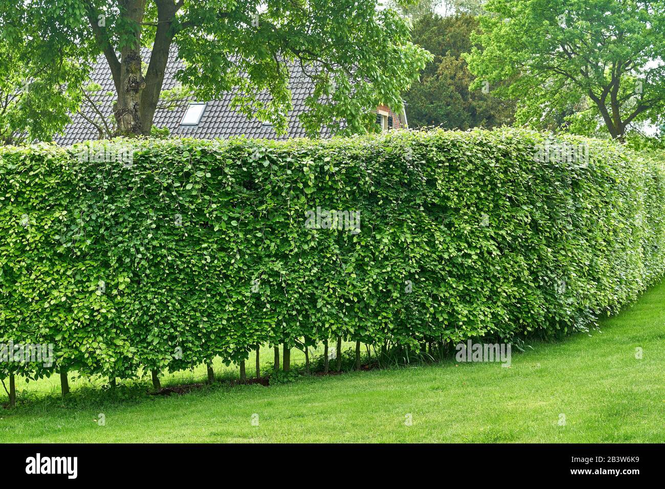 Hornbeam hedge in spring, Carpinus betulus Stock Photo - Alamy