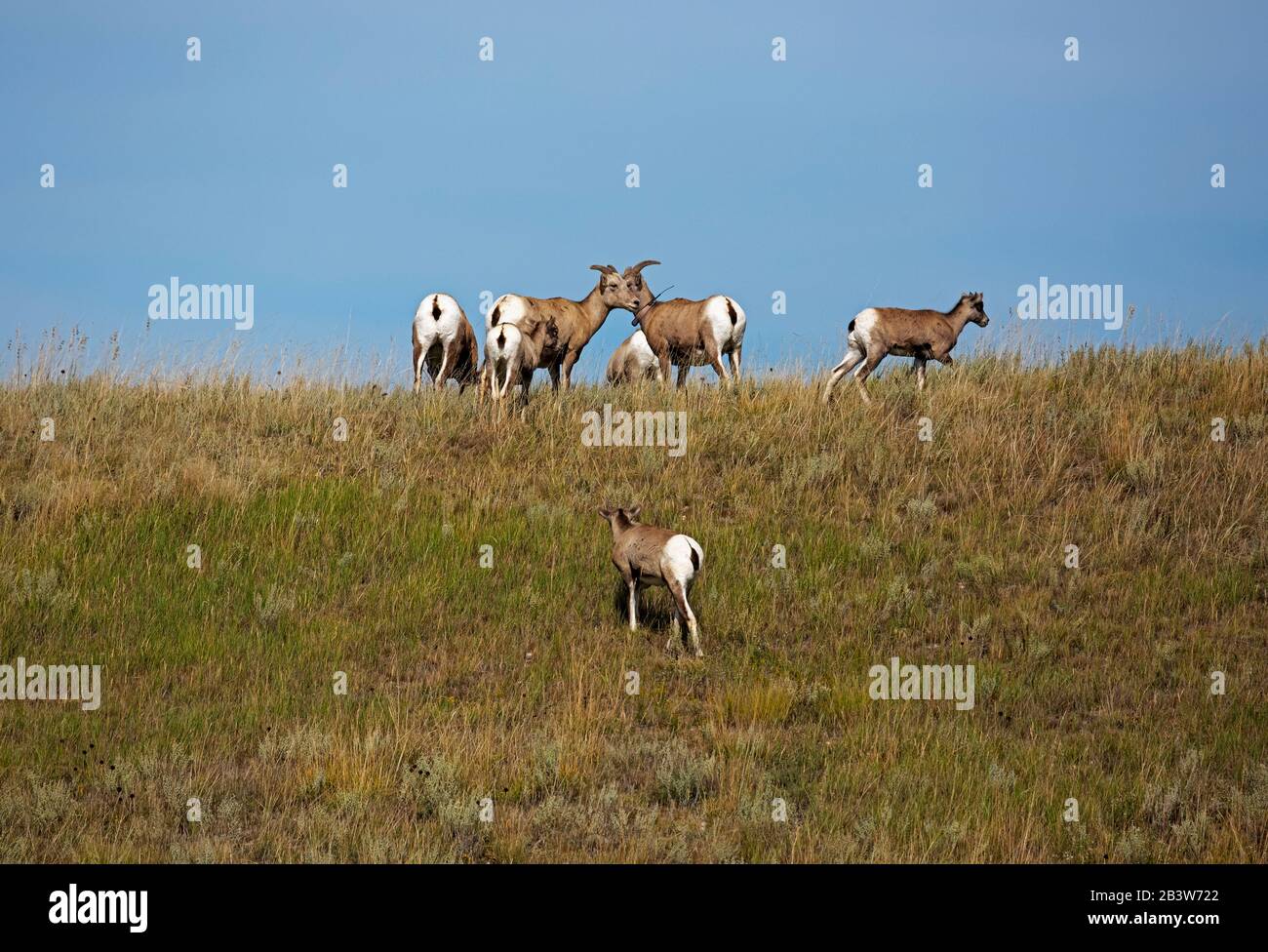 Native to northern south america hi-res stock photography and images ...