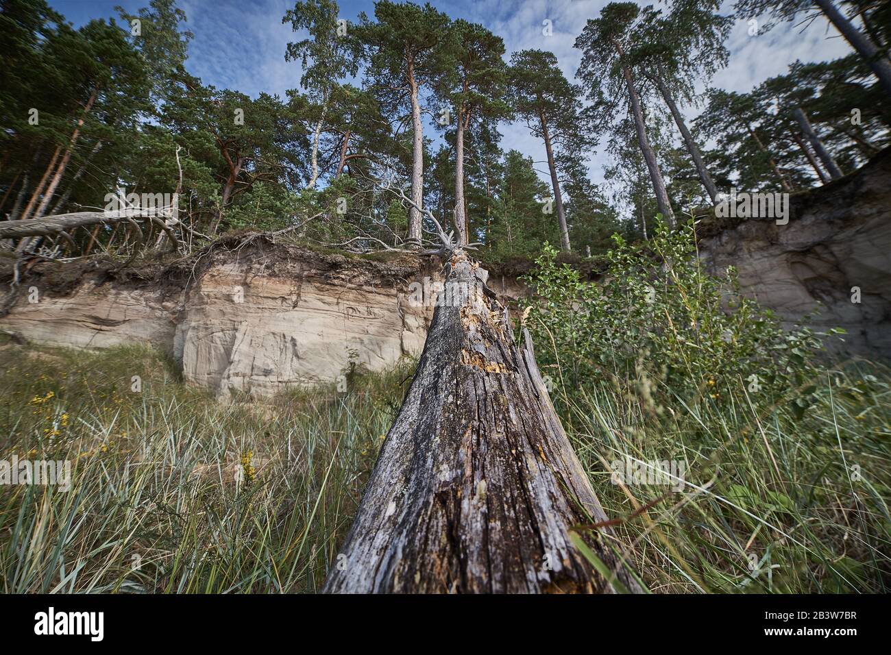 Storm damage. Toppled trees in the forest after a storm Stock Photo - Alamy