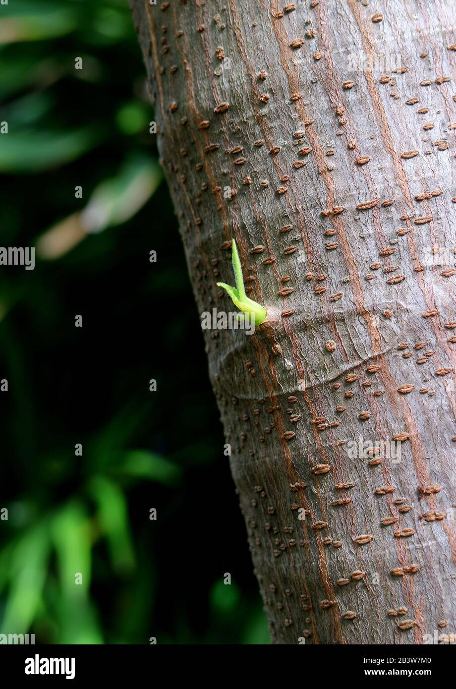 Vertical image of young leaf growing from unique pattern rough tree ...