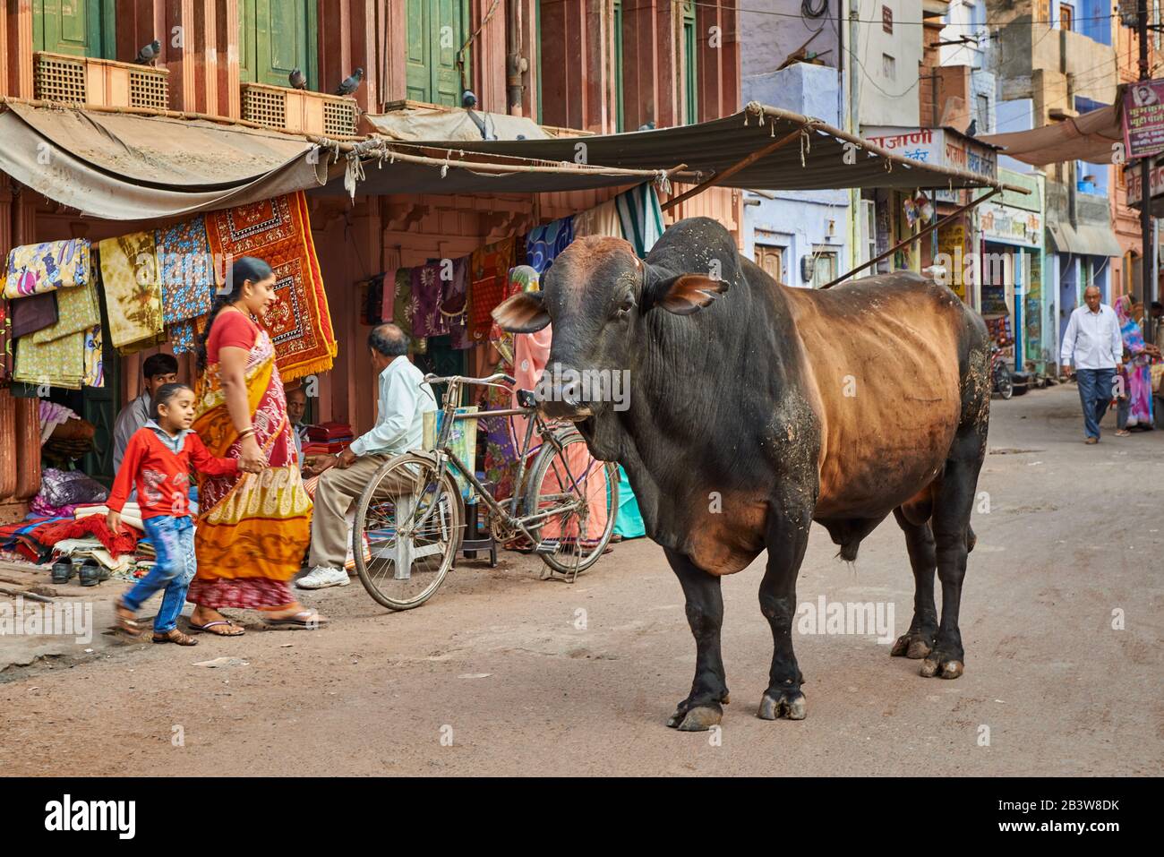 Indian cow market hi-res stock photography and images - Alamy