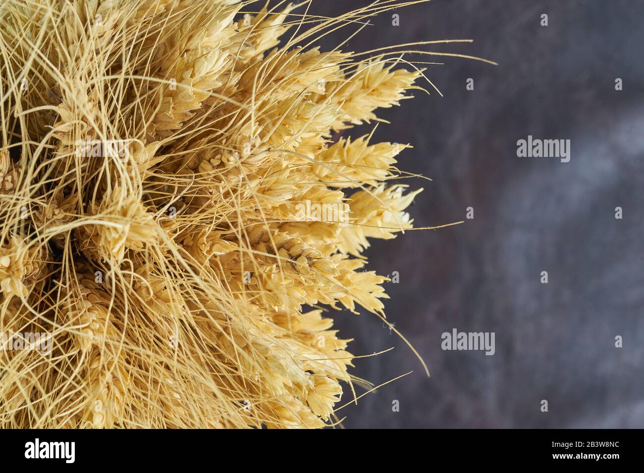 The rye crop Secale cereale close up shot macro Stock Photo - Alamy