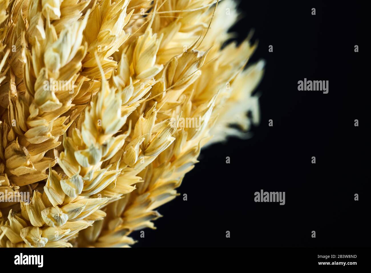 The rye crop Secale cereale close up shot macro Stock Photo - Alamy