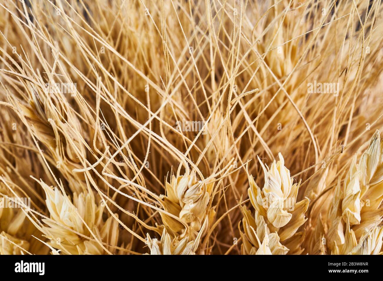 The rye crop Secale cereale close up shot macro Stock Photo - Alamy