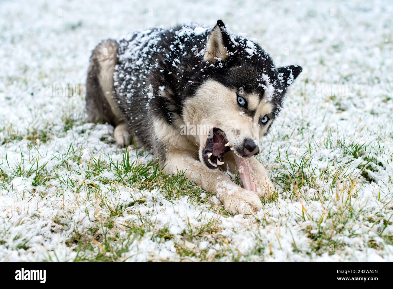 Can Husky Puppies Have Bones