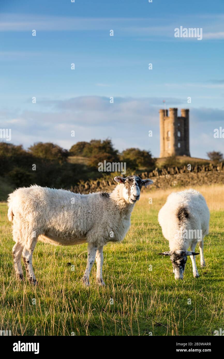 Sheep grazing below the Broadway Tower - a folly tower, near Broadway ...