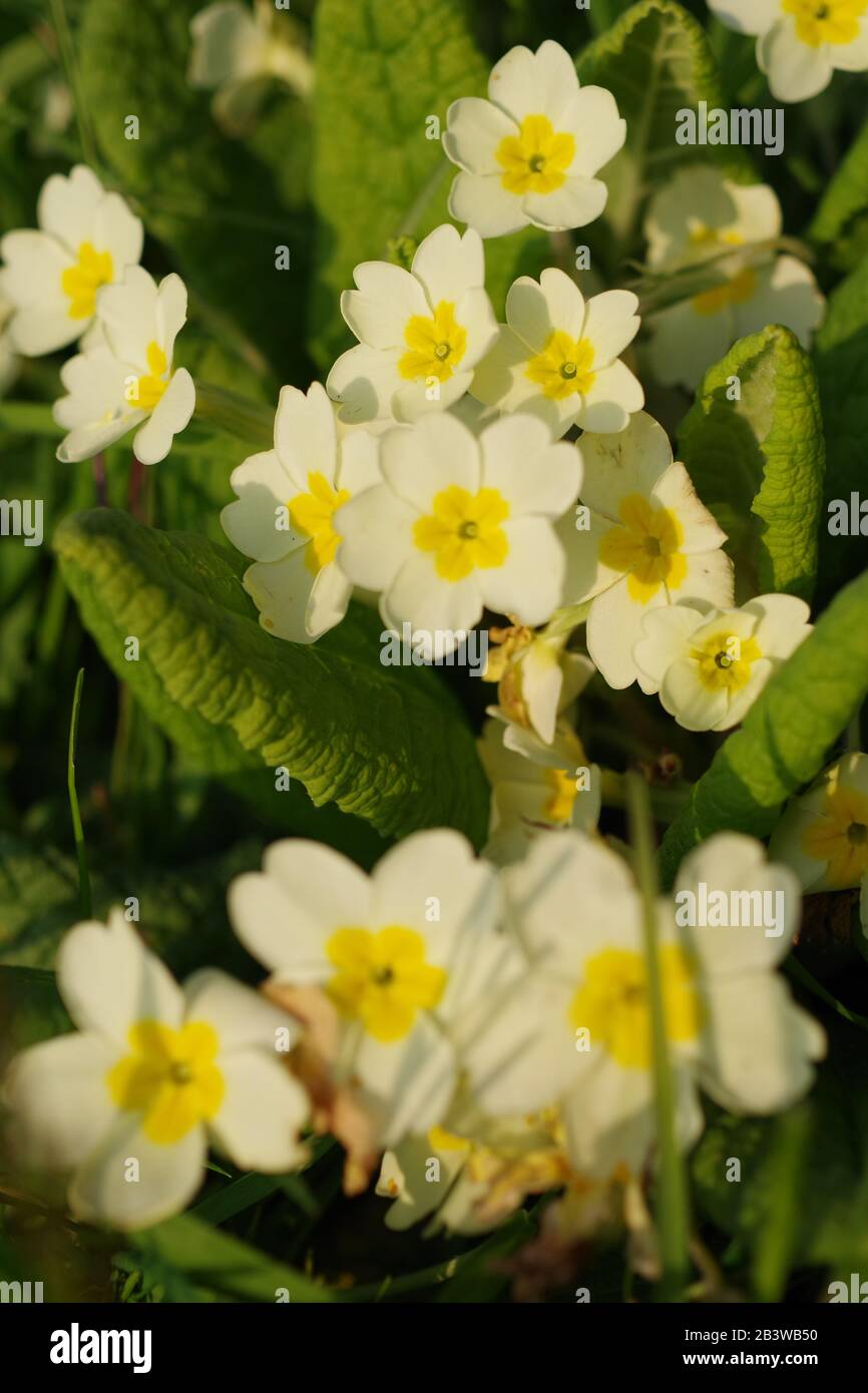 Primrose (Primula vulgaris) in a Meadow on a Spring Day. Ludwell Valley ...