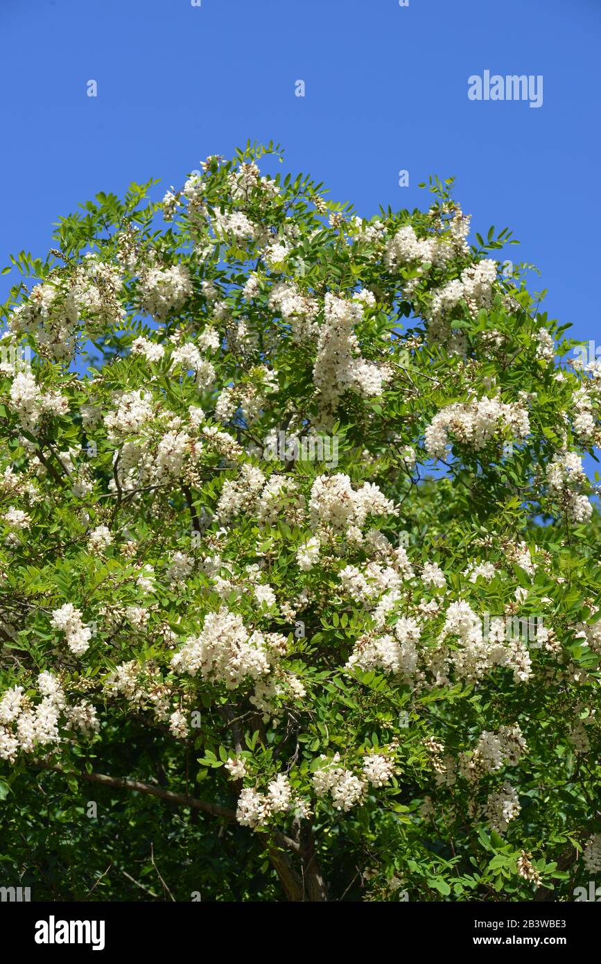 Robinie robinie pseudoacacia hi-res stock photography and images - Alamy