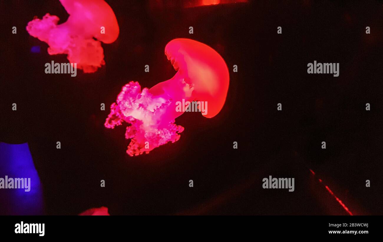 Beautiful colorful jellyfish in aquarium. Jellyfish from sea Stock ...