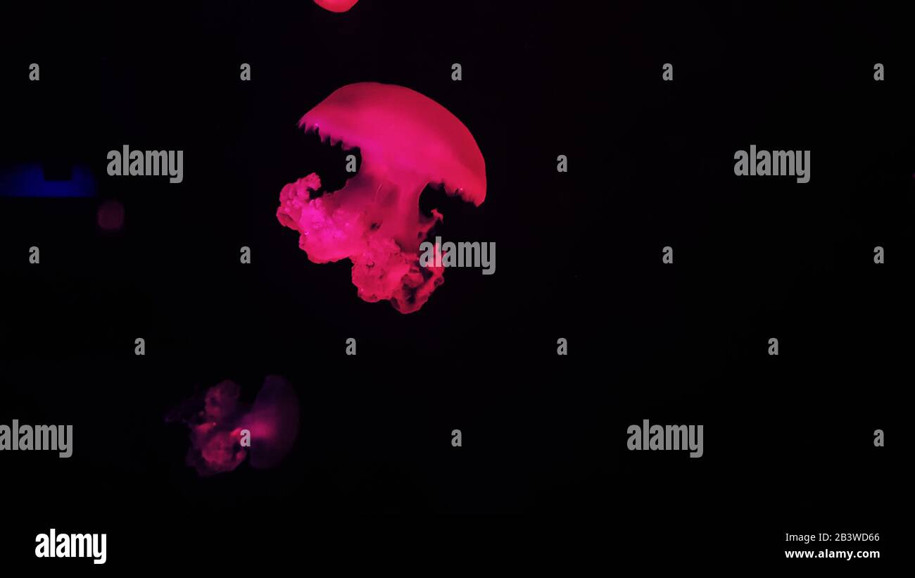 Beautiful colorful jellyfish in aquarium. Jellyfish from sea Stock ...