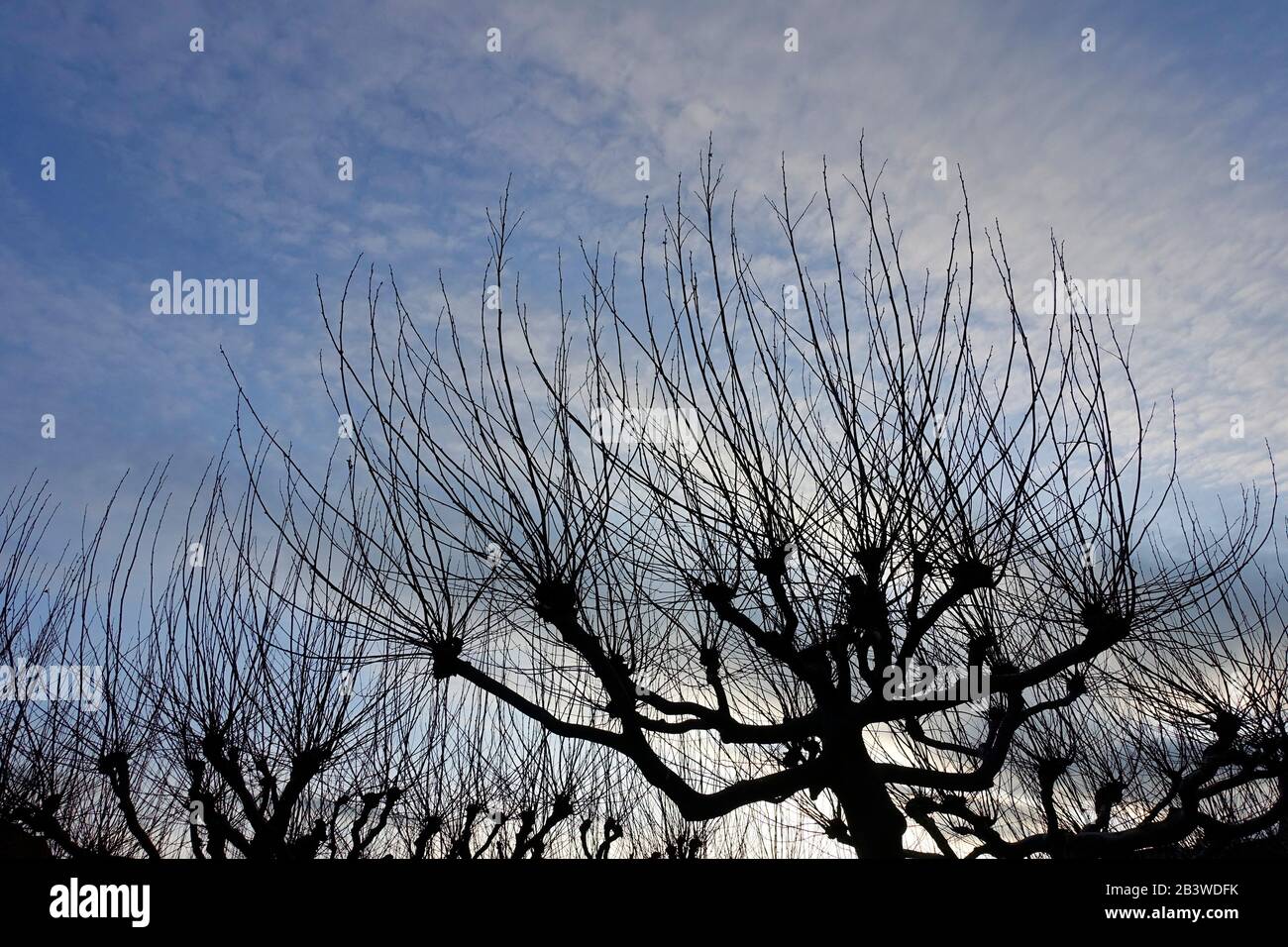 Trees Platanus, Platanus × hispanica Stock Photo - Alamy