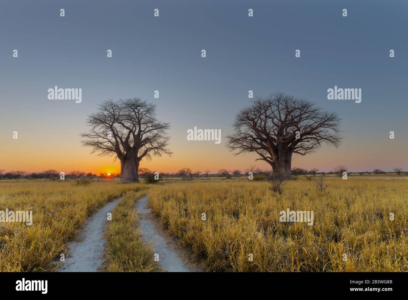 Sunrise at the baobab trees Stock Photo - Alamy