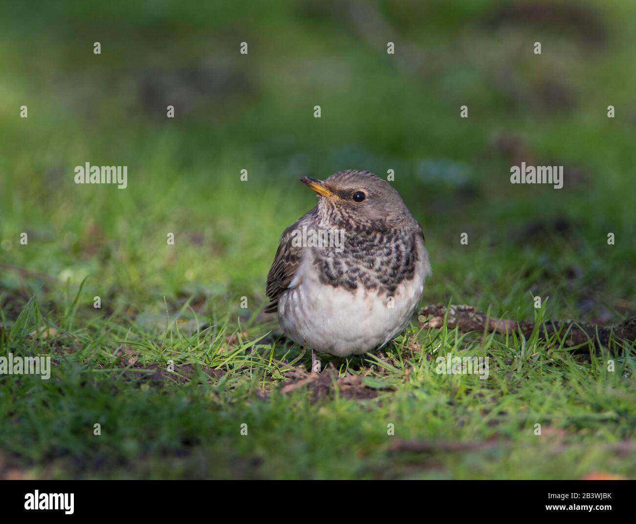 Rare british thrush hi-res stock photography and images - Alamy