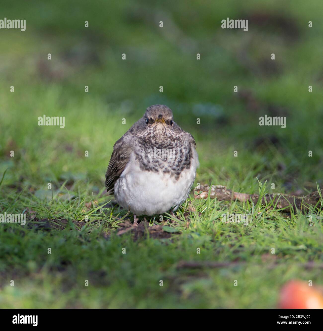 Black-Throated Thrush (Turdus atrogularis) feeding on an apple of the ...