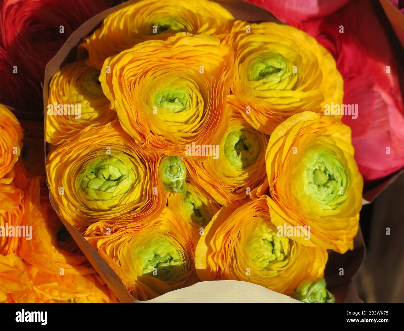 Ranunculus flower at french market hi-res stock photography and images ...