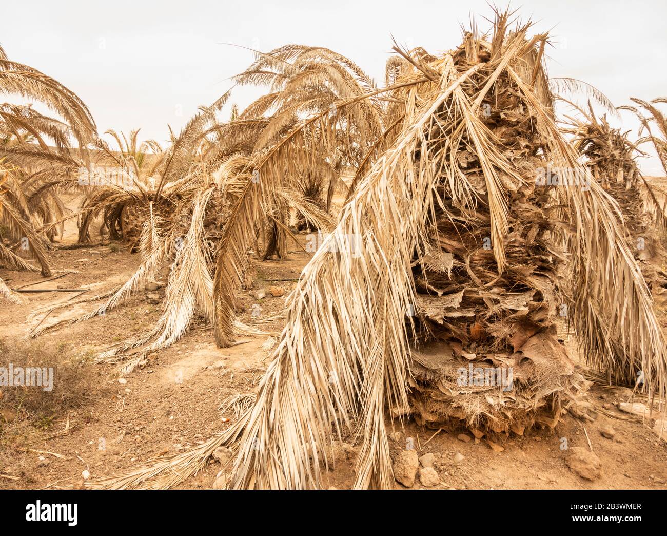 Dead palm tree hi-res stock photography and images - Alamy