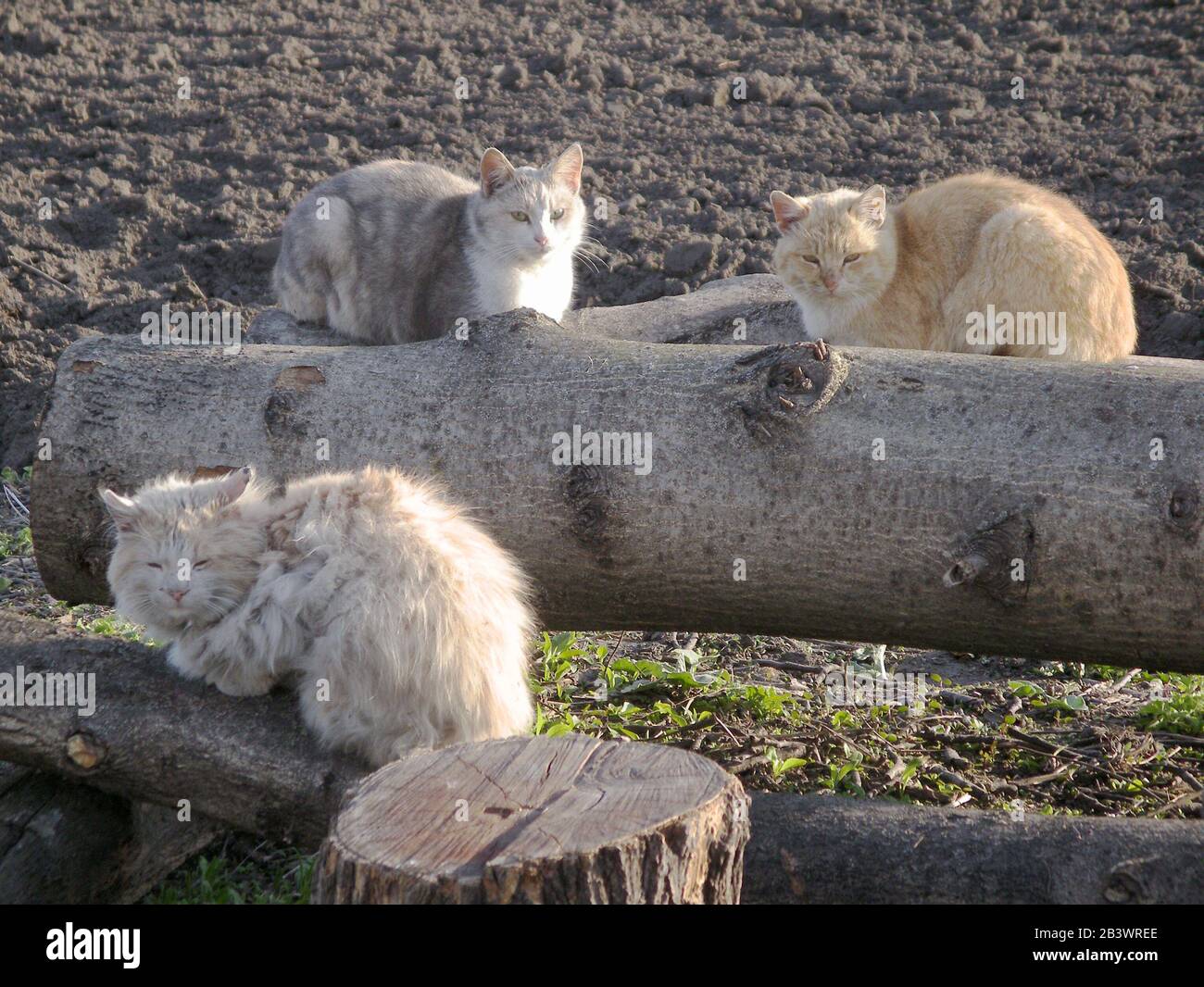 Group of stray cats hi-res stock photography and images - Alamy