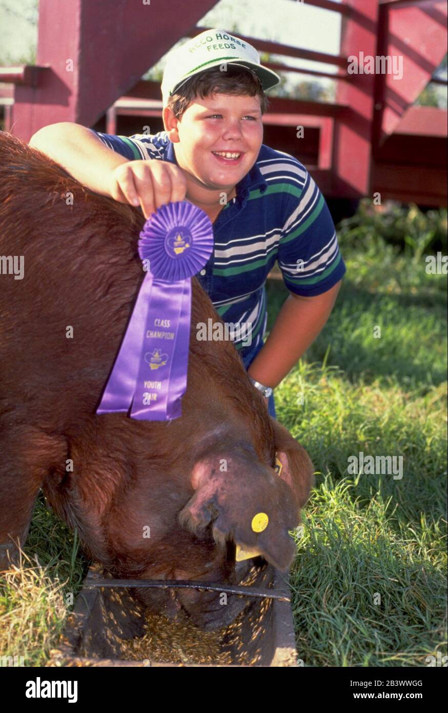 Livestock Show Animals