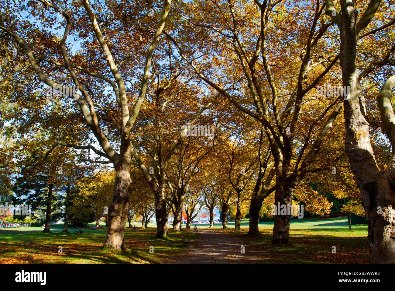 A scenic walk through an avenue of trees in Stanley Park, Vancouver, BC ...