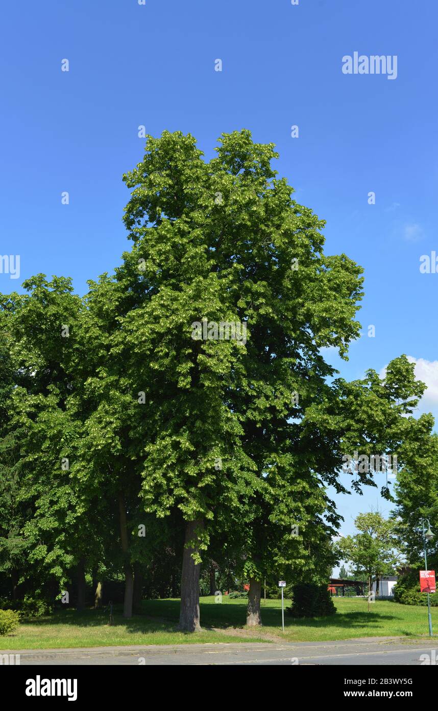 Linde baum hi-res stock photography and images - Alamy