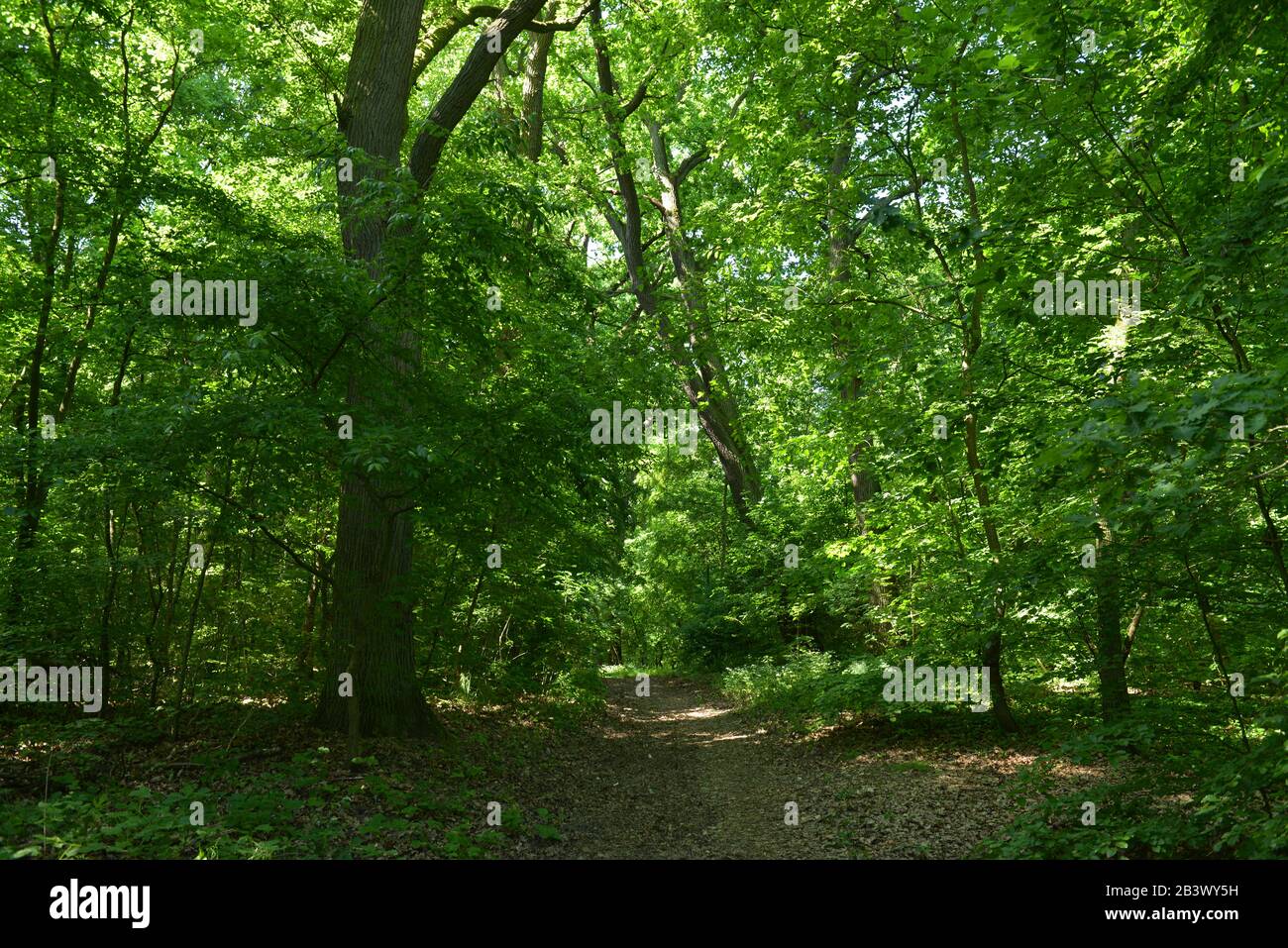 Mai wald hi-res stock photography and images - Alamy