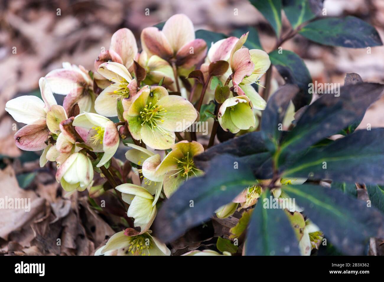 Helleborus x ericsmithii 'Champion' Stock Photo - Alamy