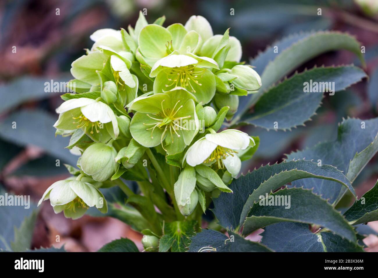 Perennial hellebores hi-res stock photography and images - Alamy