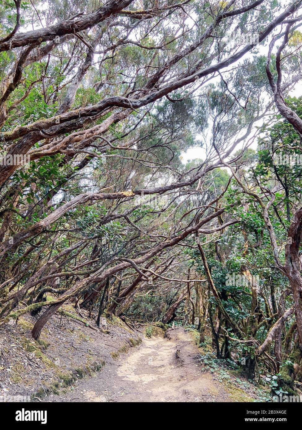 Rainforest jungle path in anaga hi-res stock photography and images - Alamy
