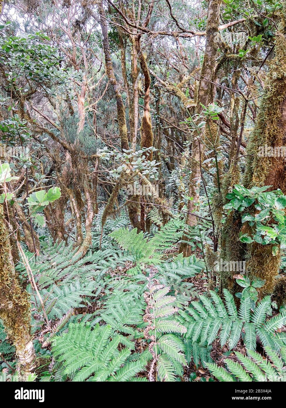 Rainforest jungle path in anaga hi-res stock photography and images - Alamy