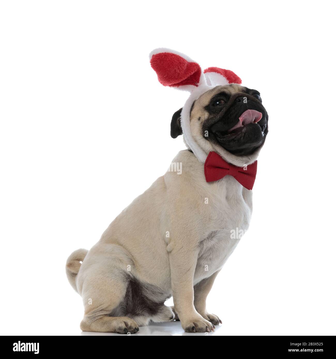 Side view of a positive pug panting and smiling while wearing bunny ...