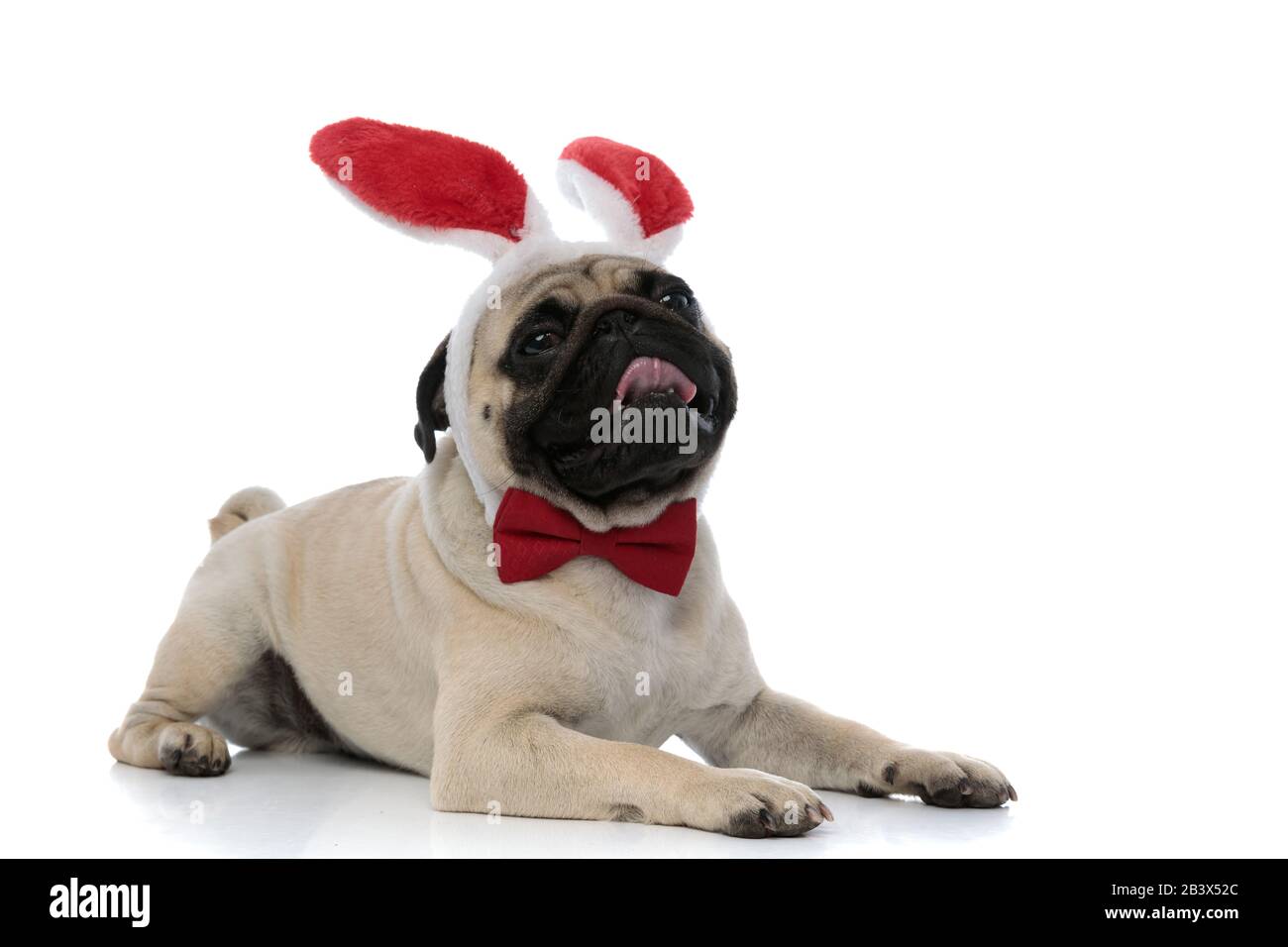 Sleepy pug panting while wearing bunny ears and a red bowtie, laying ...