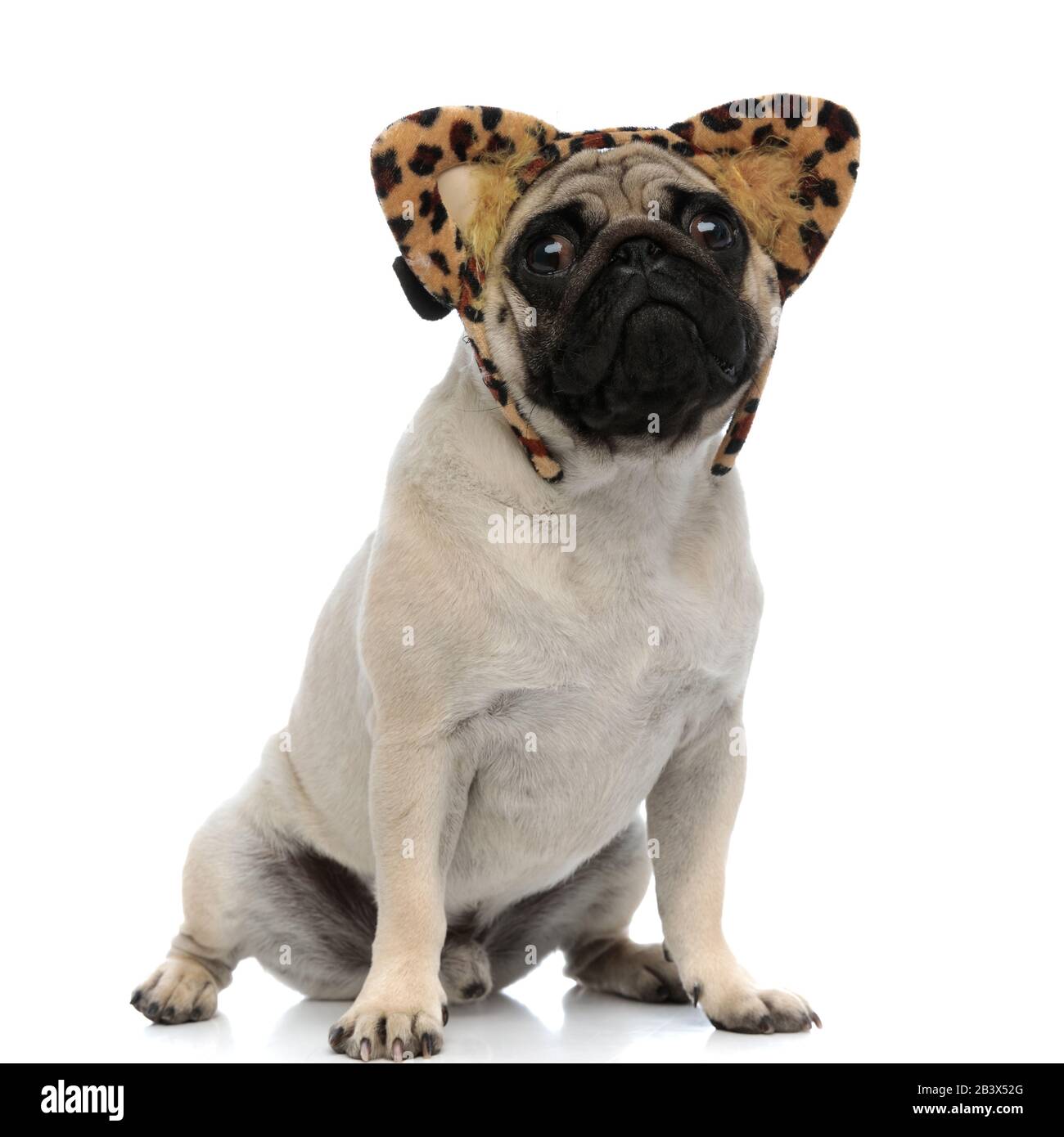 Upset pug wearing a headband with cheetah ears and sitting on white ...