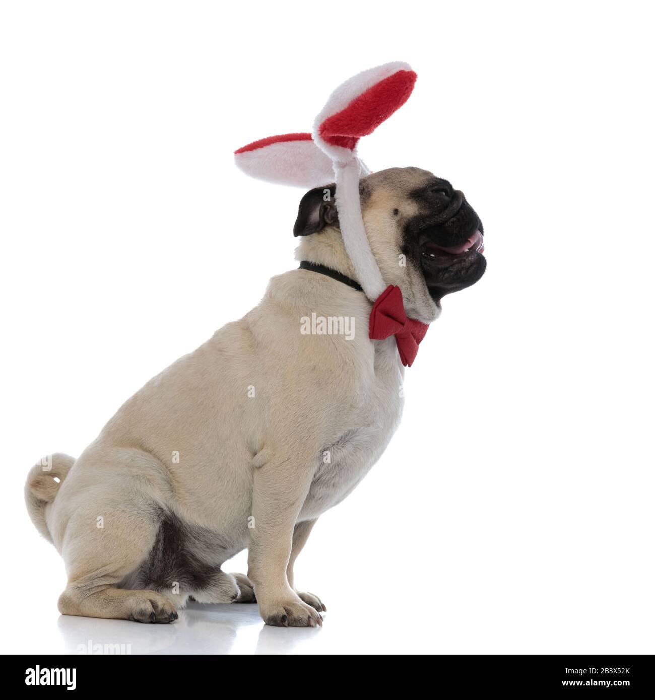 Side view of a relaxed pug looking forward while wearing bunny ears and ...