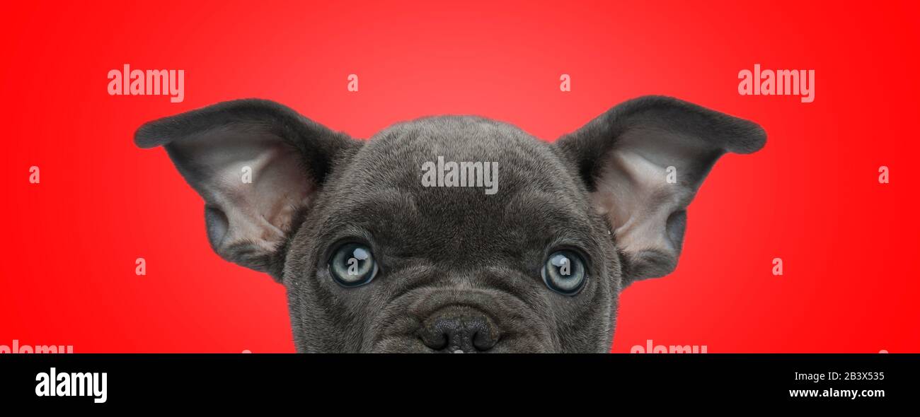 close up of a cute american bully dog with black fur hiding and looking ...