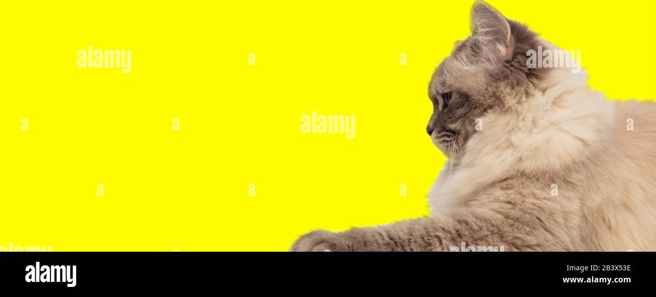 close up of a beautiful metis cat with gray fur lying down on yellow ...