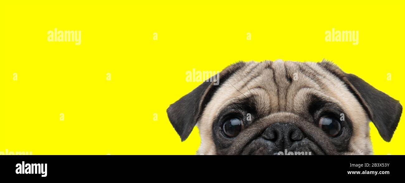 close up of an adorable pug dog with gray fur exposing only half of ...