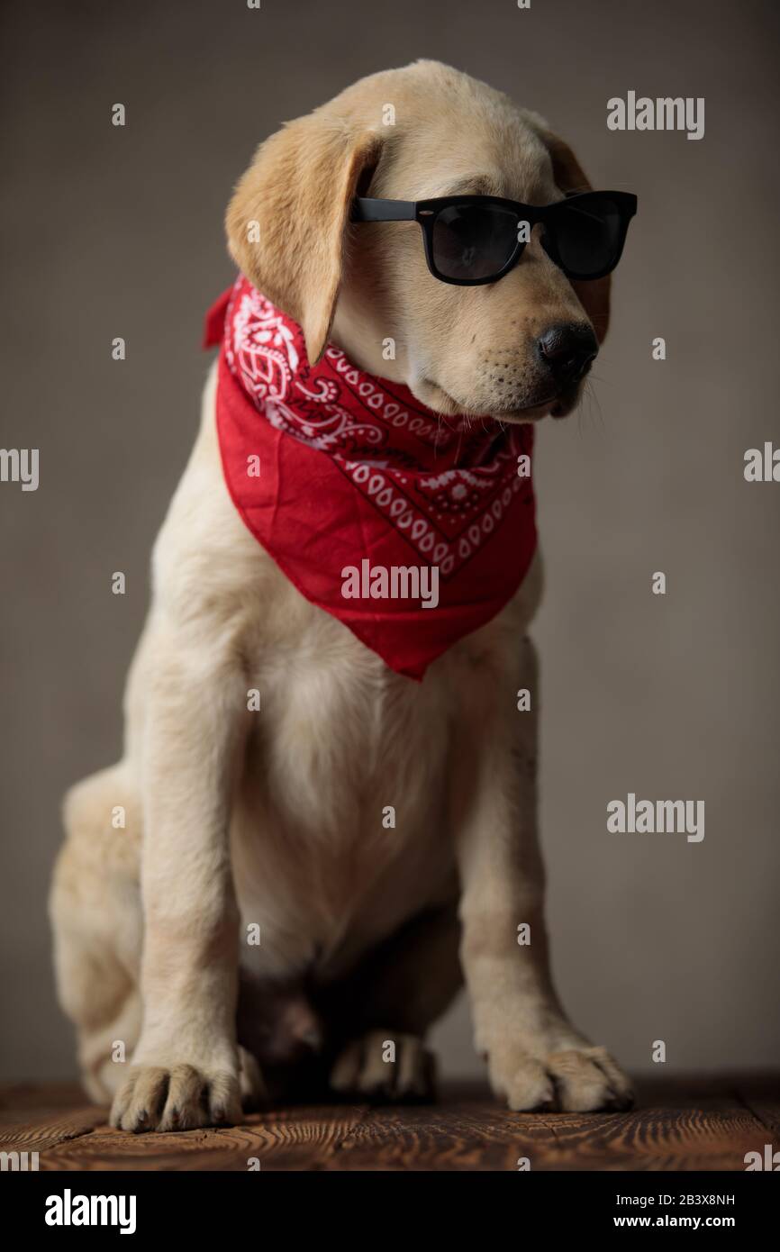 Labrador wearing bandana hi-res stock photography and images - Alamy