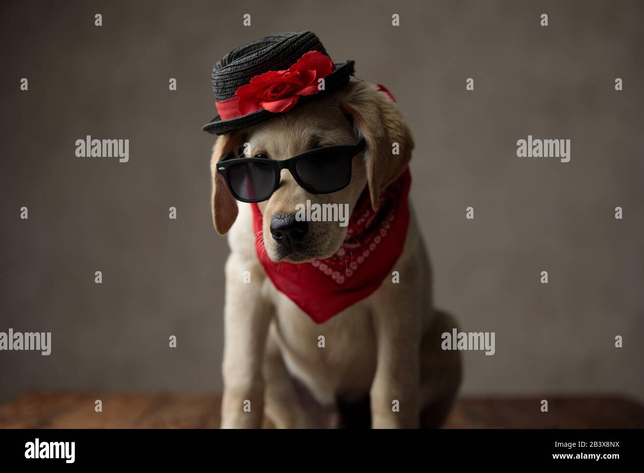 Black lab wearing hat hi-res stock photography and images - Alamy