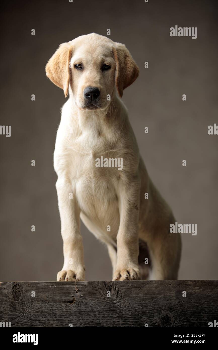 adorable labrador retriever standing on wooden box and looking down on ...