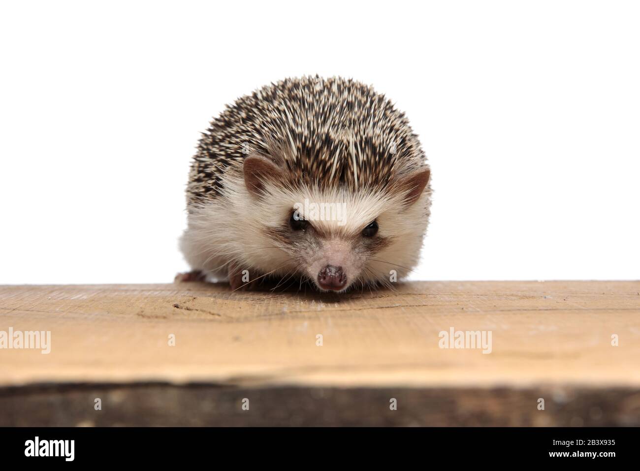 cute african hedgehog with black fur lying down on a board and looking ...