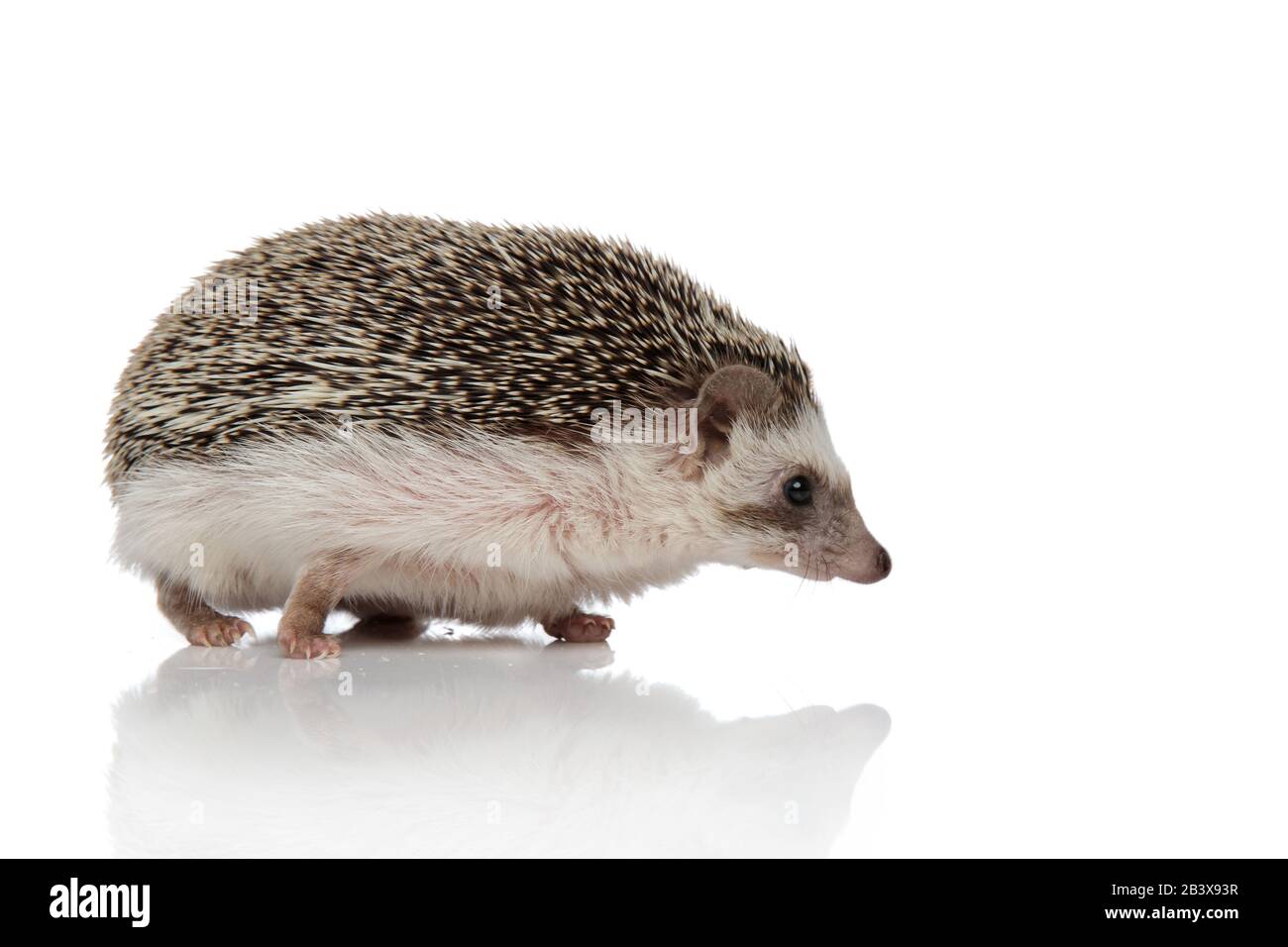 side view of a small african hedgehog with black fur walking on his ...