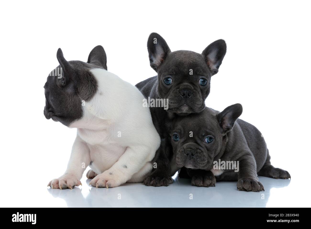 Cute French bulldog cubs protecting and comforting each other while ...