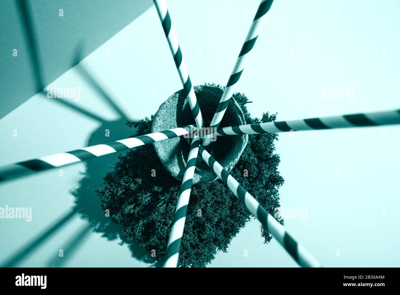 Biodegradable paper tubes for cocktails. Natural moss and pot. Shadows ...