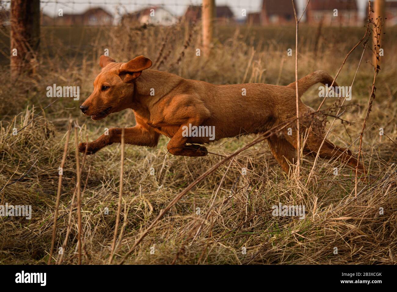 Fox red Labrador gun dog puppy Stock Photo - Alamy