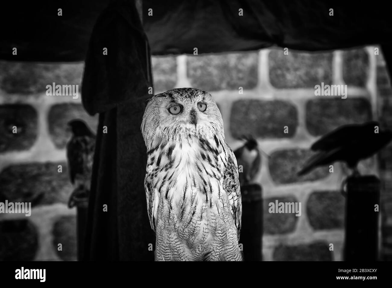 Owl in falconry, wild animals and nature Stock Photo - Alamy