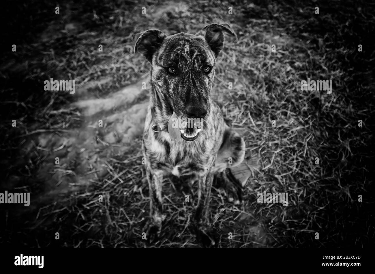 Happy street dog Black and White Stock Photos & Images - Alamy